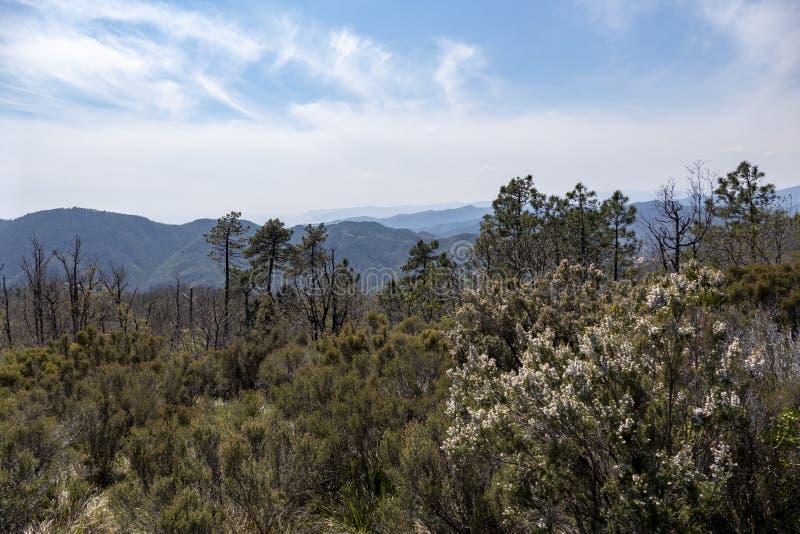 Beautiful View of Thick Forest Full of Trees in the Open Under a Cloudy ...