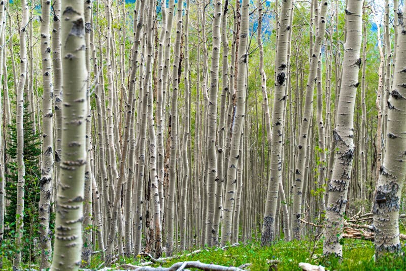 Beautiful View of Thin Tall Trees in a Forest on a Sunny Day Stock ...