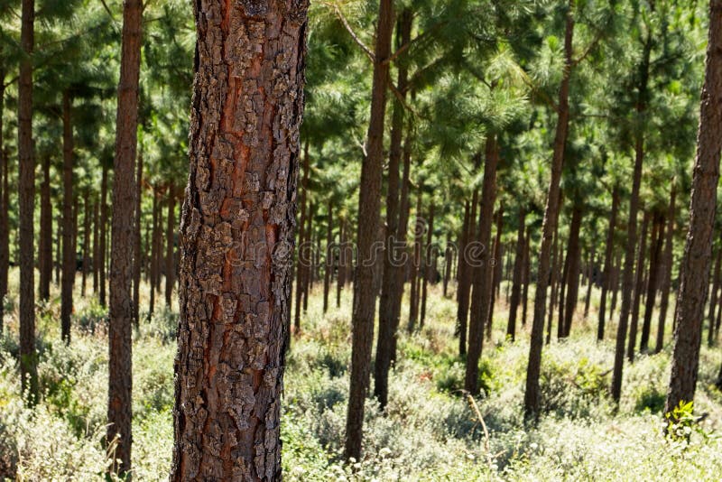 Beautiful View of the Thin and Tall Trees on the Grass Covered Fields ...