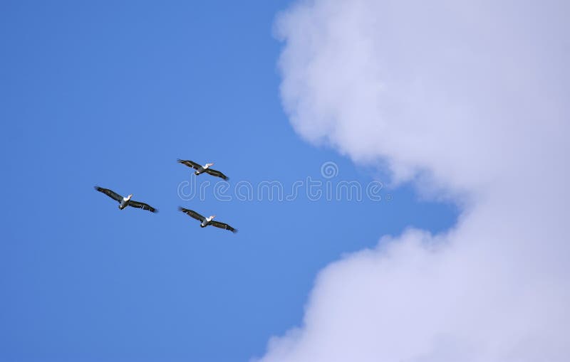 Three Eagles Circling for Landing Stock Image - Image of aves, american ...