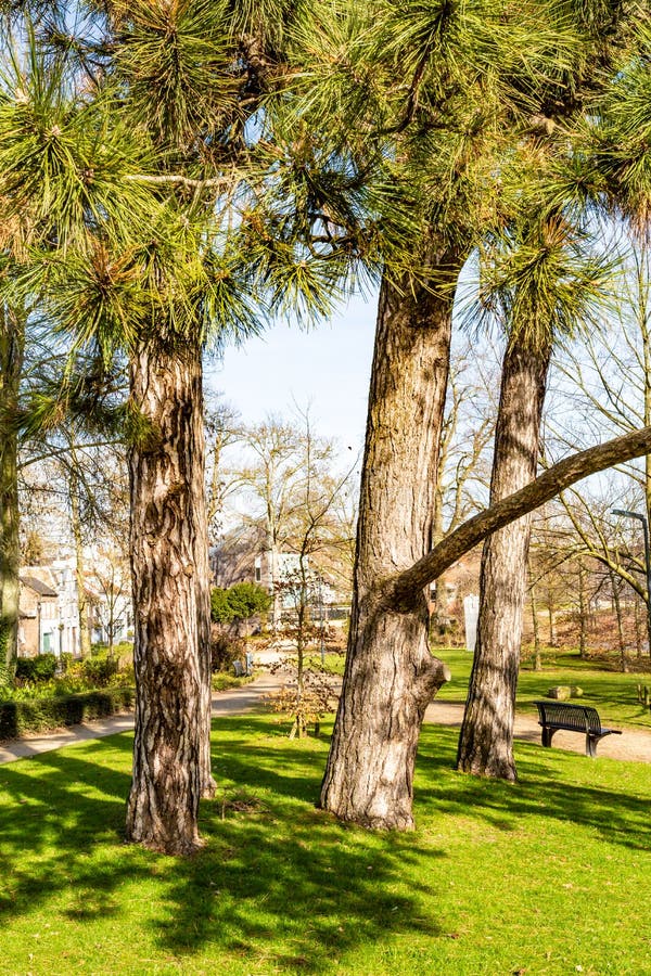 Beautiful View of Three Trunks of Trees and Green Grass between Two ...