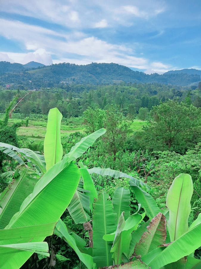 This is the Beautiful View at the Top of Bogor Cisarua Stock Photo ...