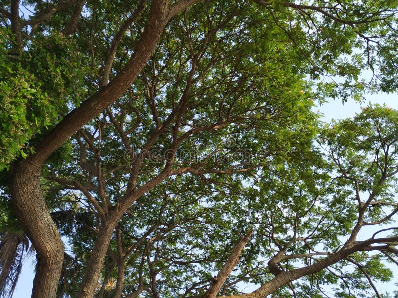 Beautiful View of Tree Leaves Texture from Bottom To Top Angle with Sky ...