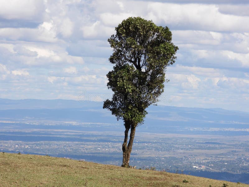 Beautiful View of a Tree at Ngong Hills in Nairobi, Kenya Stock Photo ...