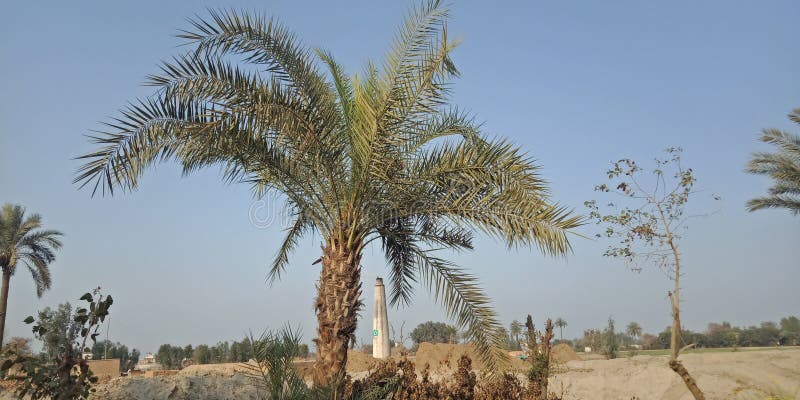 Beautiful View with Tree in Punjab Stock Photo - Image of plantation ...