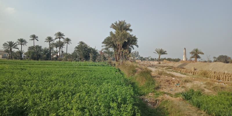 572 Beautiful View Tree Punjab Pakistan Stock Photos - Free & Royalty ...