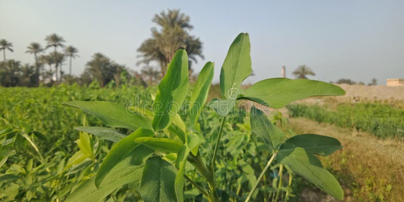 Beautiful View with Tree in Punjab Stock Image - Image of meadow, lawn ...