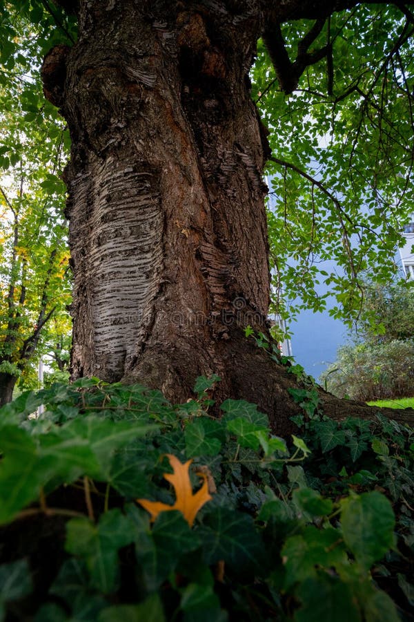 Beautiful View of a Tree Root in the Forest Stock Image - Image of ...