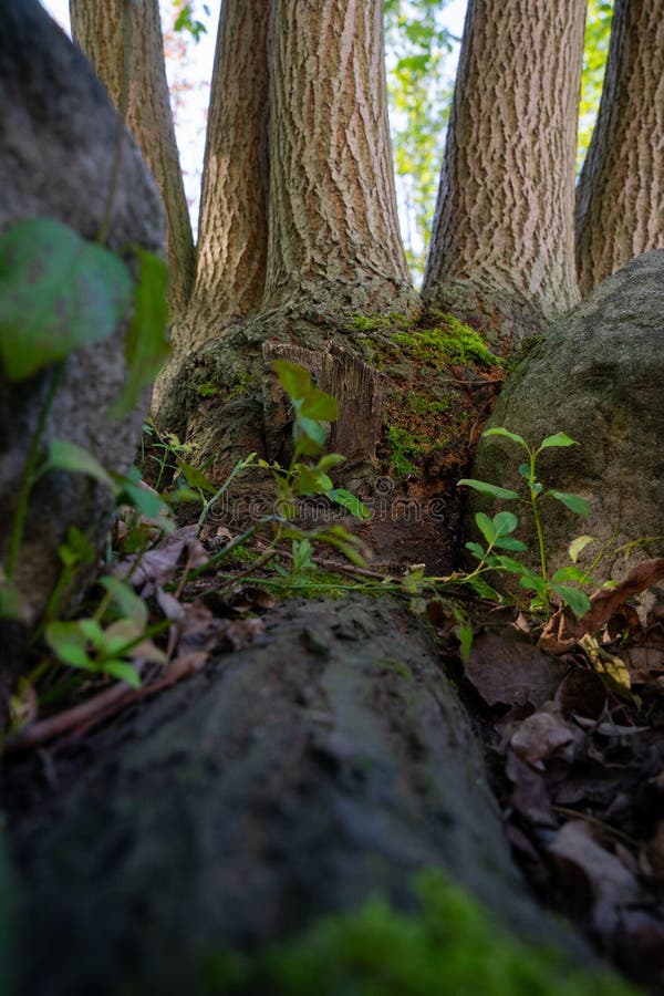Beautiful View of a Tree Root in the Forest Stock Image - Image of ...