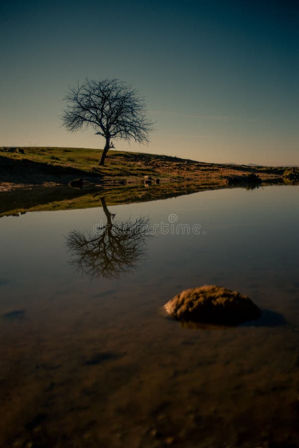 Beautiful View of a Tree Stump in a Lake with Reflection during Sunset ...