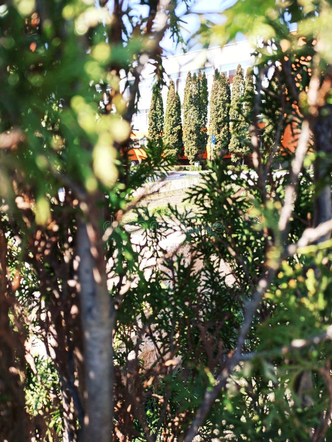 Spruce Tree Planted in a Row, Behind the School Stock Image - Image of ...