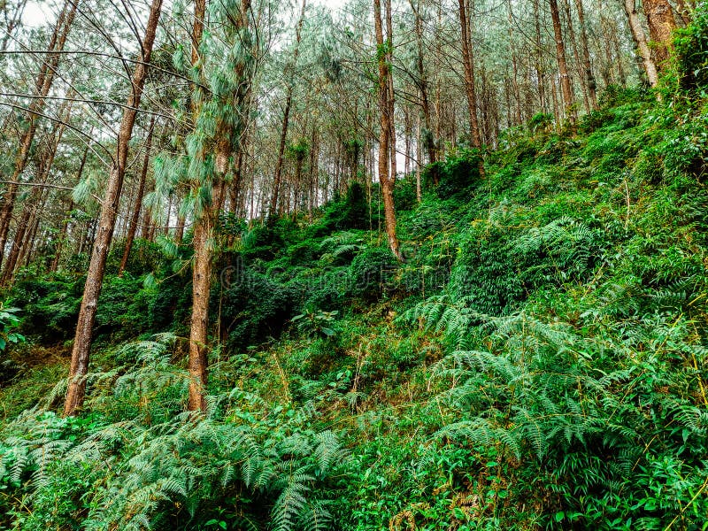 Beautiful View of Trees on a Mountain Stock Photo - Image of calm ...