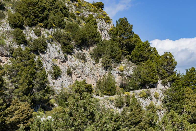 868 Cliff Side Plants Stock Photos - Free & Royalty-Free Stock Photos ...