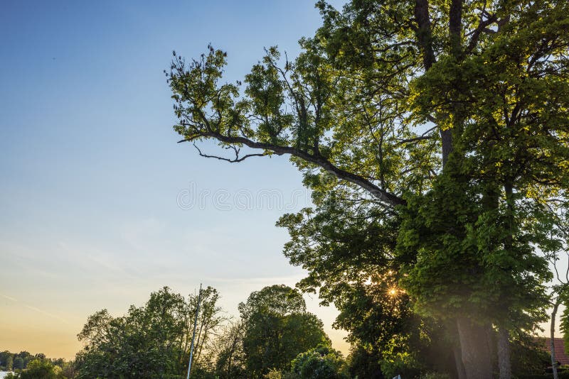 Beautiful View of the Treetops in the Forest, with Sunlight Streaming ...