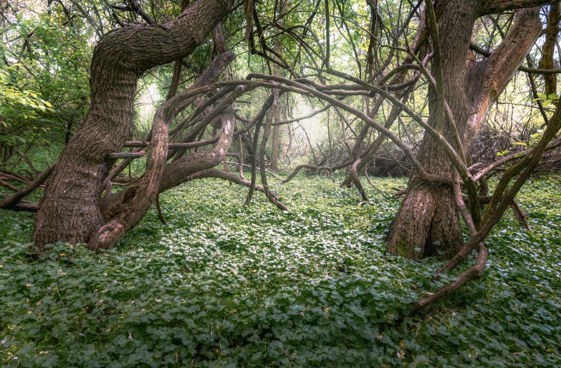 Beautiful View of Twin Trees in the Woodland. Stock Photo - Image of ...
