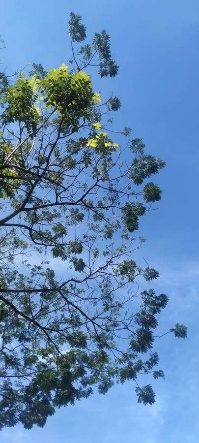 View Under the Tree stock photo. Image of tree, coulds - 262192160