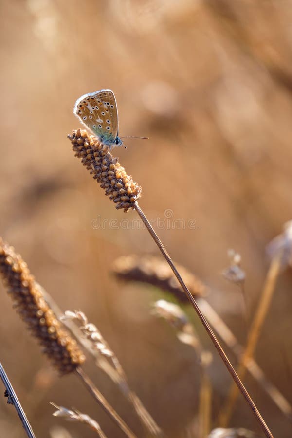 Beautiful View of a Unique and Tiny Butterfly Standing on a Wheat Spike ...