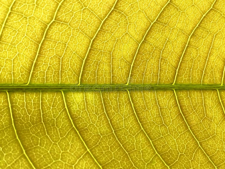 Fresh Mango Leaf with Textures of Patterns in it Stock Image - Image of ...