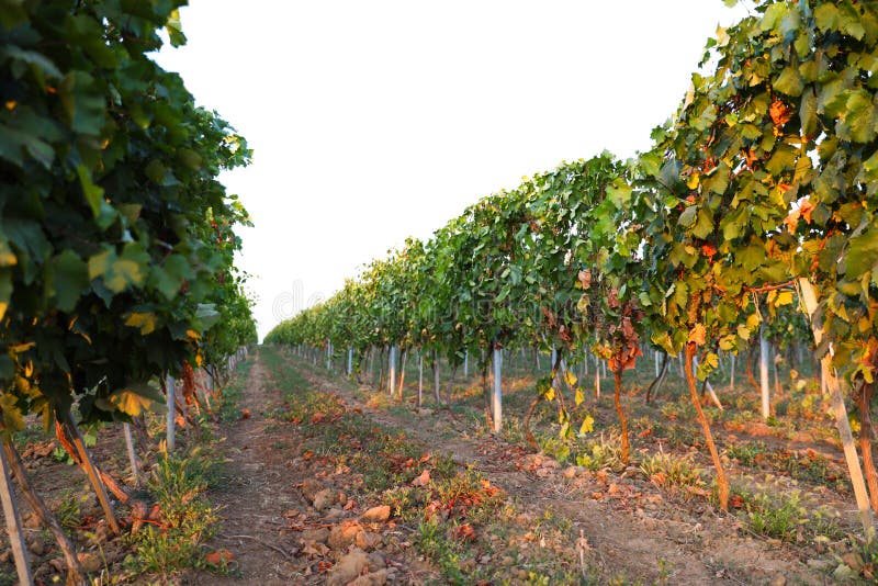 Beautiful View of Vineyard Rows Stock Image - Image of agriculture ...