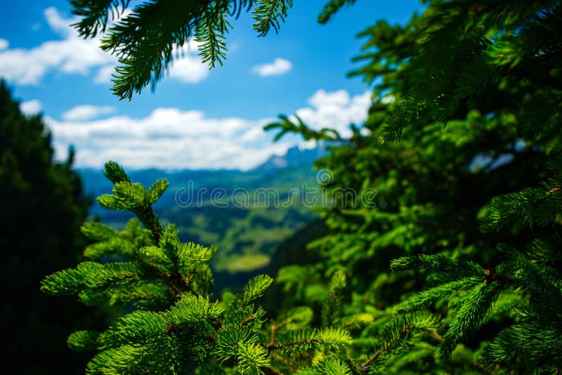 Beautiful View Visible through Bright Green Pine Trees Stock Photo ...