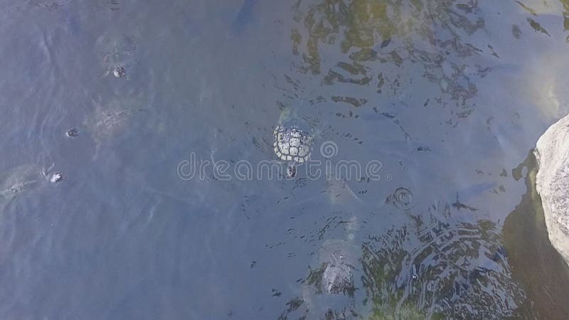 Beautiful View of Water Turtles. View from Above Stock Photo - Image of ...