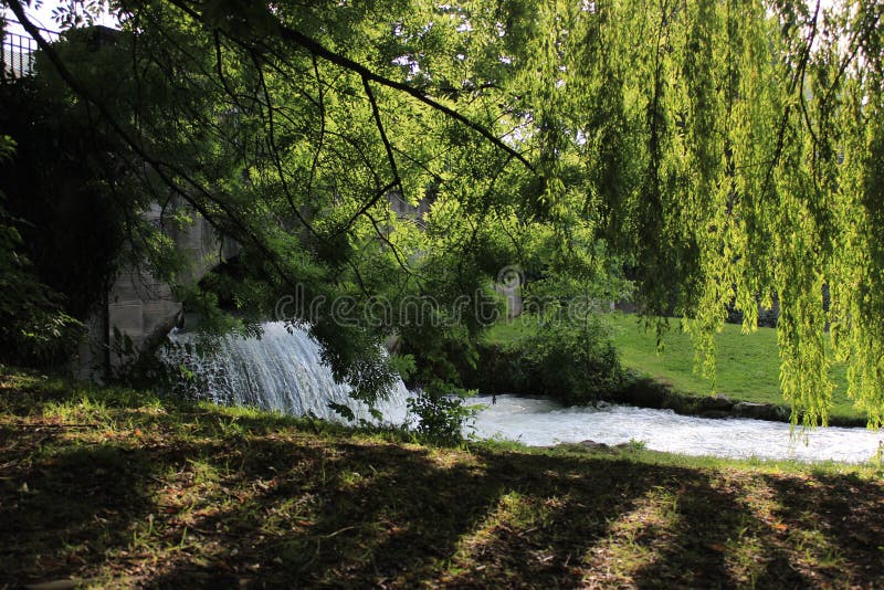 Waterfall Willow Salix Integra Pendula Weeping Branches Stock Image ...