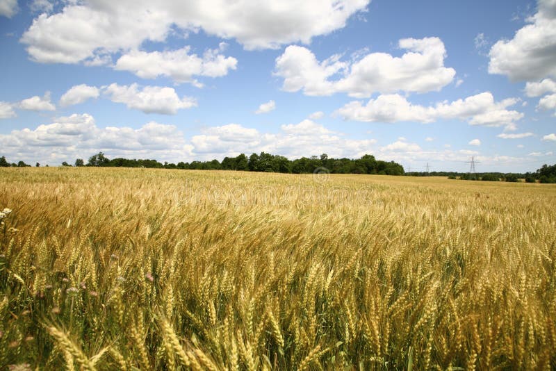 Beautiful View of Wheat Farm Stock Photo - Image of flower, cloud: 7616800