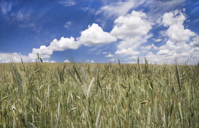 Beautiful View of Wheat Fields Stock Photo - Image of health, crop: 9928374