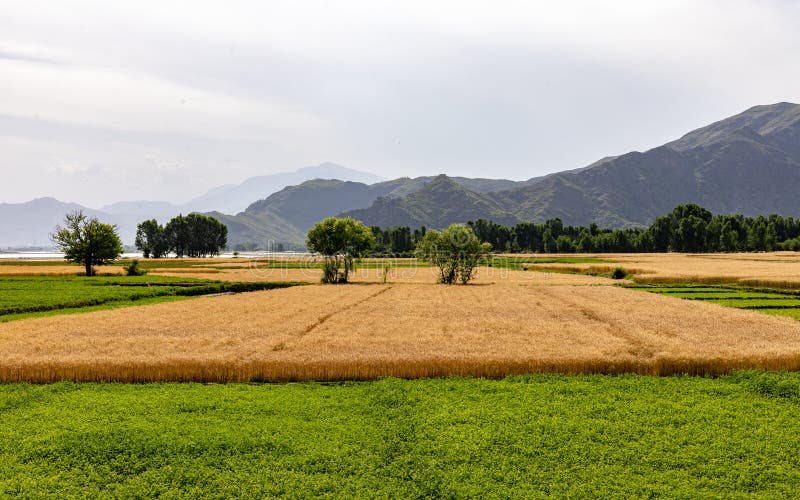 A Beautiful View of Wheat Fields in Summer on a Cloudy Day at Swat ...