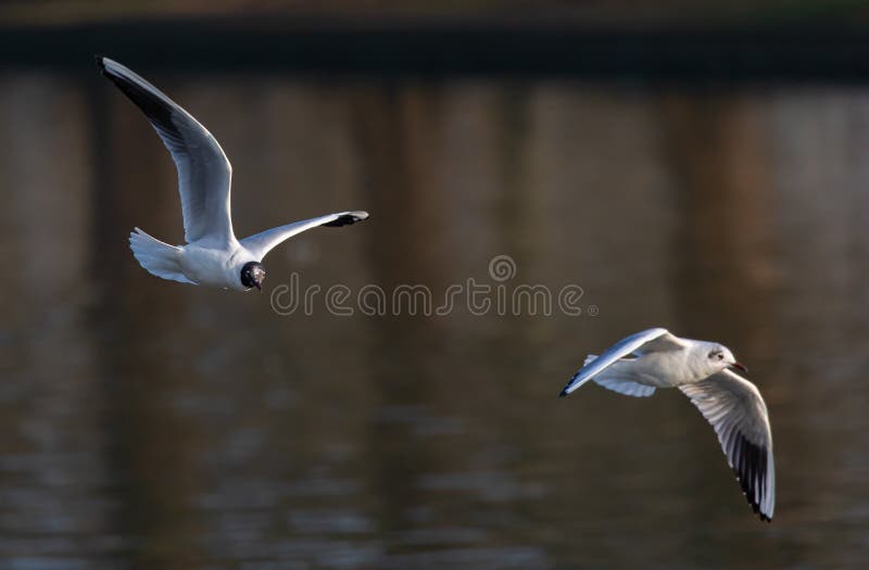 Beautiful View of a White Bird Soaring Above the Water in the Forest ...