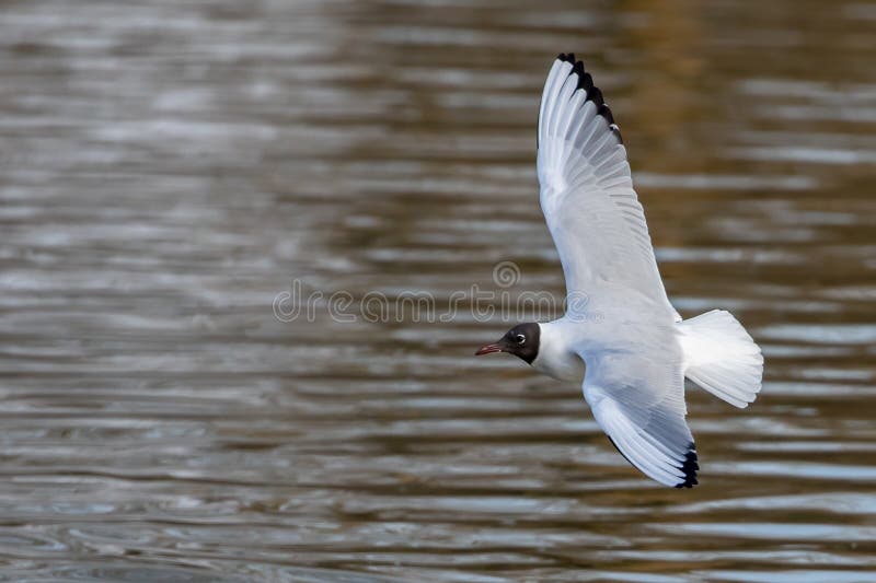 Beautiful View of a White Bird Soaring Above the Water in the Forest ...