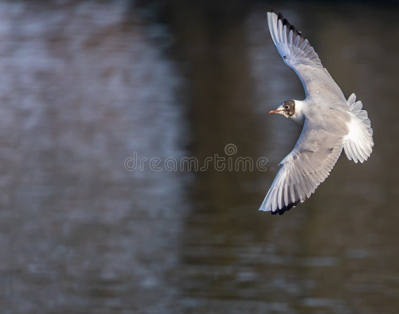 Beautiful View of a White Bird Soaring Above the Water in the Forest ...