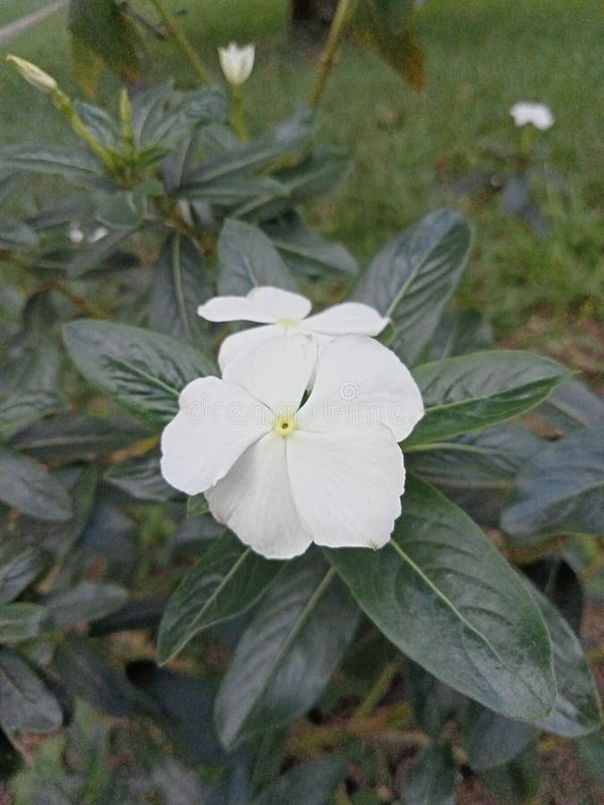 Beautiful View of White Vinca Plant in Bloom Stock Image - Image of ...