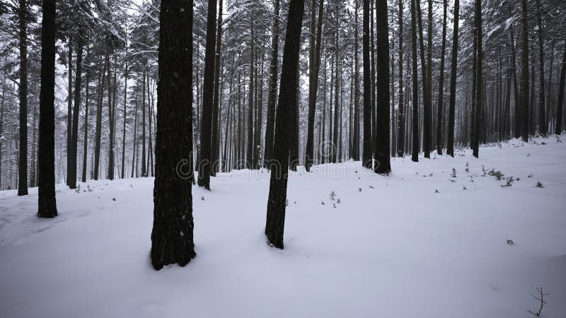 Beautiful View in Wild Winter Forest. Media. Beautiful Walk in Wild ...