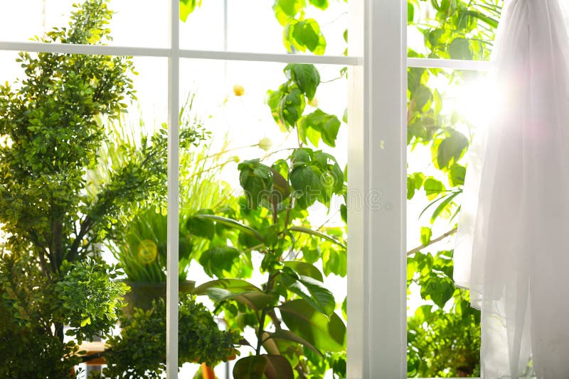 Beautiful View through Window on Garden Stock Photo - Image of leaves ...