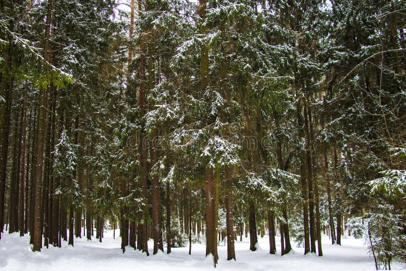 Beautiful View of the Winter Forest on a Clear Day. Stock Image - Image ...