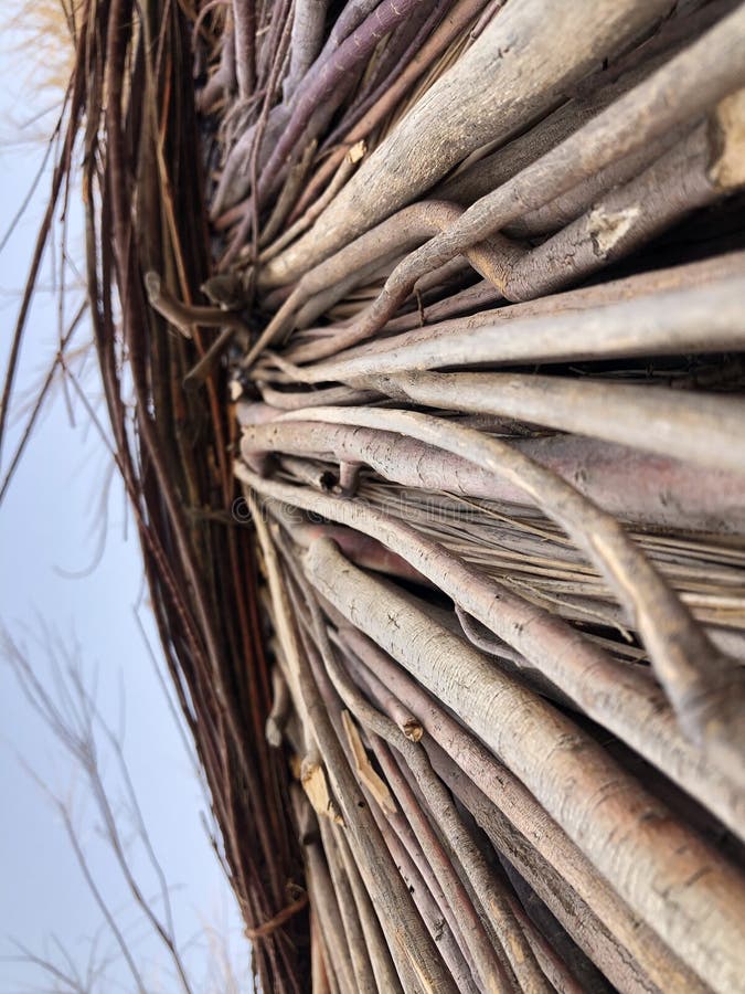 Beautiful View of Wood Making a Sequence Stock Photo - Image of wood ...
