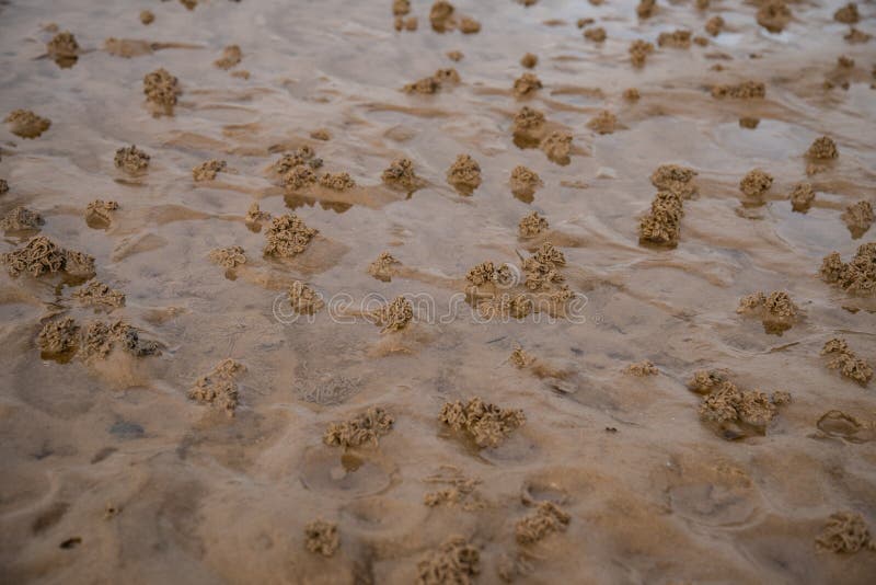 Beautiful View of Worm Casts on the Beach at Low Tide Stock Photo ...
