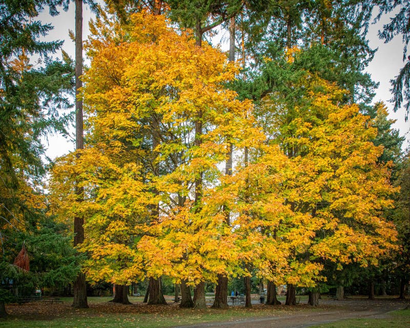 Beautiful View of Yellow and Green Trees with Tall Trees in the ...