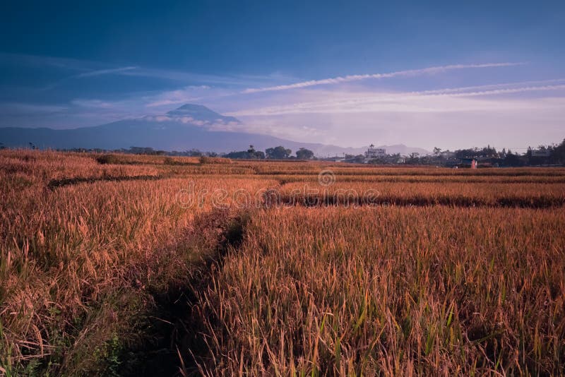 The View in the Yellow Rice Field Area Stock Image - Image of yellow ...