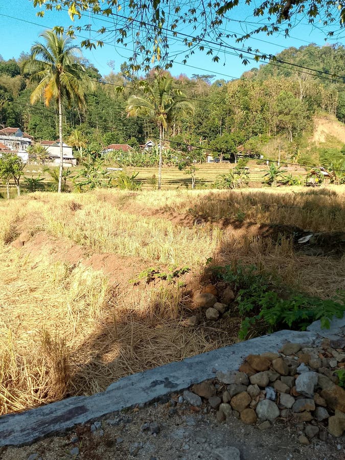 Beautiful Views with Blue Skies and Towering Coconuts and Dry Rice ...