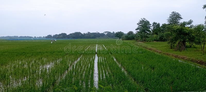 The Beautiful Views Landscape of Rice Fields in the Afternoon Stock ...