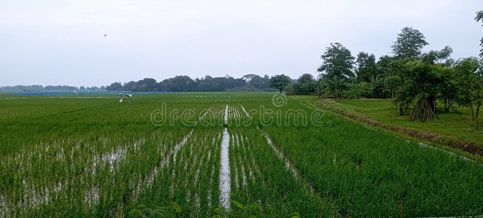 The Beautiful Views Landscape of Rice Fields in the Afternoon Stock ...