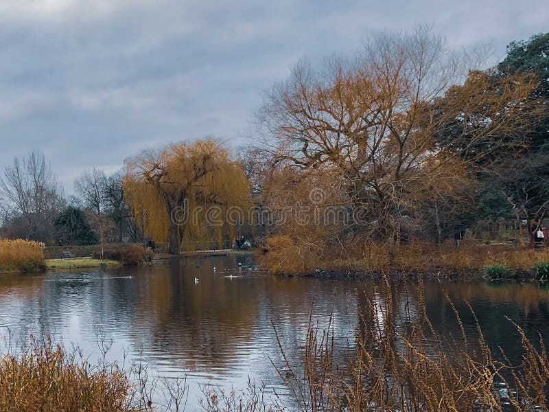 Nice Views of a Park, Trees Reflected in a Pond, Ducks , People Walking ...