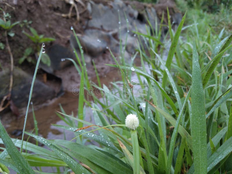 Beautiful Views of Plants on the Edge of the Rice Fields Stock Image ...