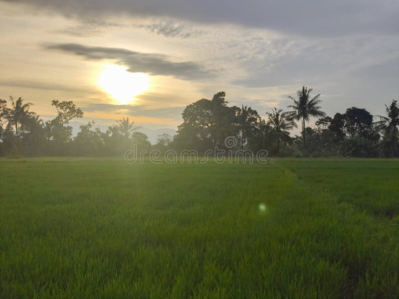 Rice Field Area in the Afternoon with Sunset. Stock Image - Image of ...