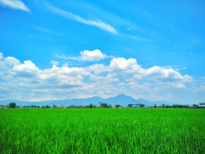 Beautiful Views, Rice Fields, Mountains and Blue Sky Stock Image ...