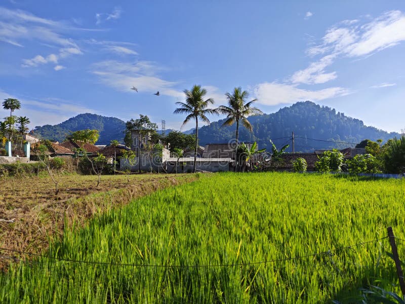 Beautiful Views of Rice Fields, Mountains and Sky in the Morning Stock ...