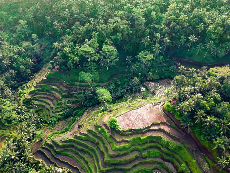 Beautiful Views of Rice Terraces on the Background of the Jungle Stock ...