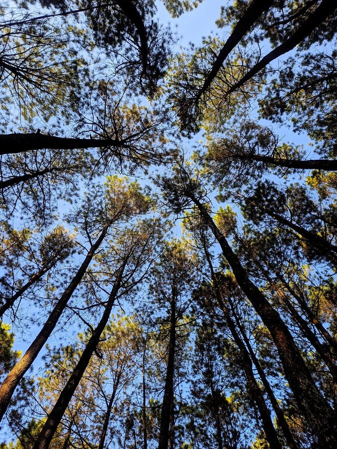 Beautiful Views of Towering Trees. Stock Image - Image of trees ...